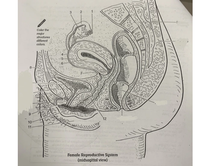 female reproductive system midsagittal view Quiz female reproductive system midsagittal view Quiz