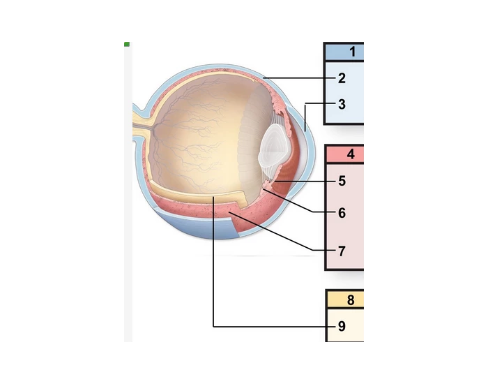 Eye layer labeling Quiz Eye layer labeling Quiz