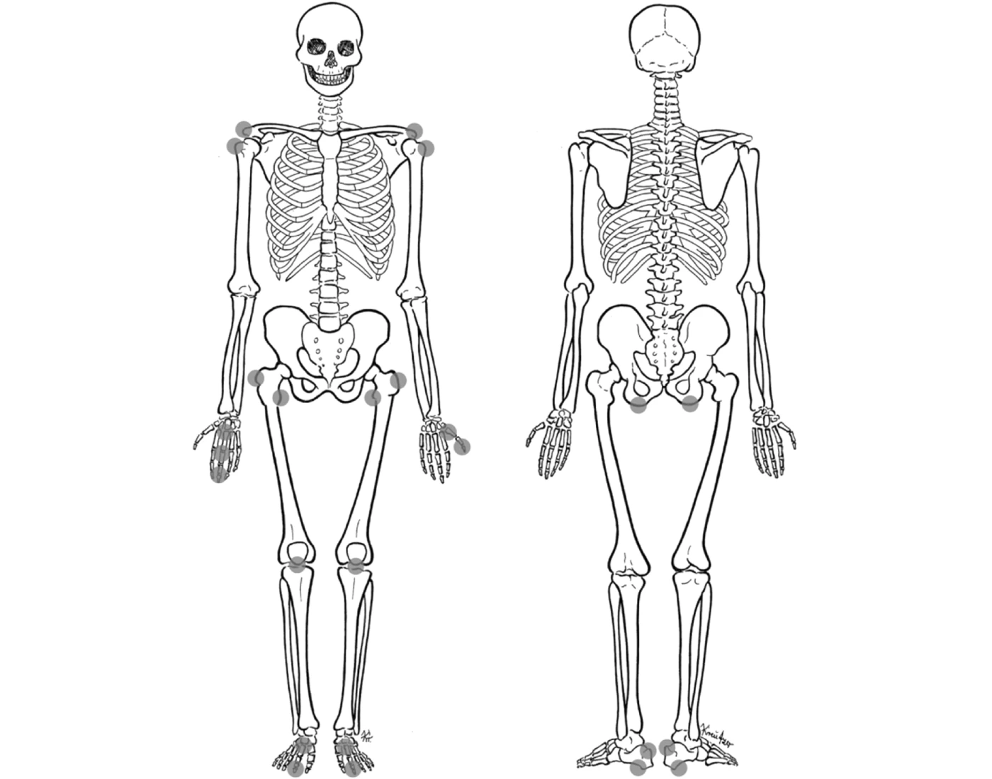 Bones Of The Body Quiz bones-of-the-body-quiz