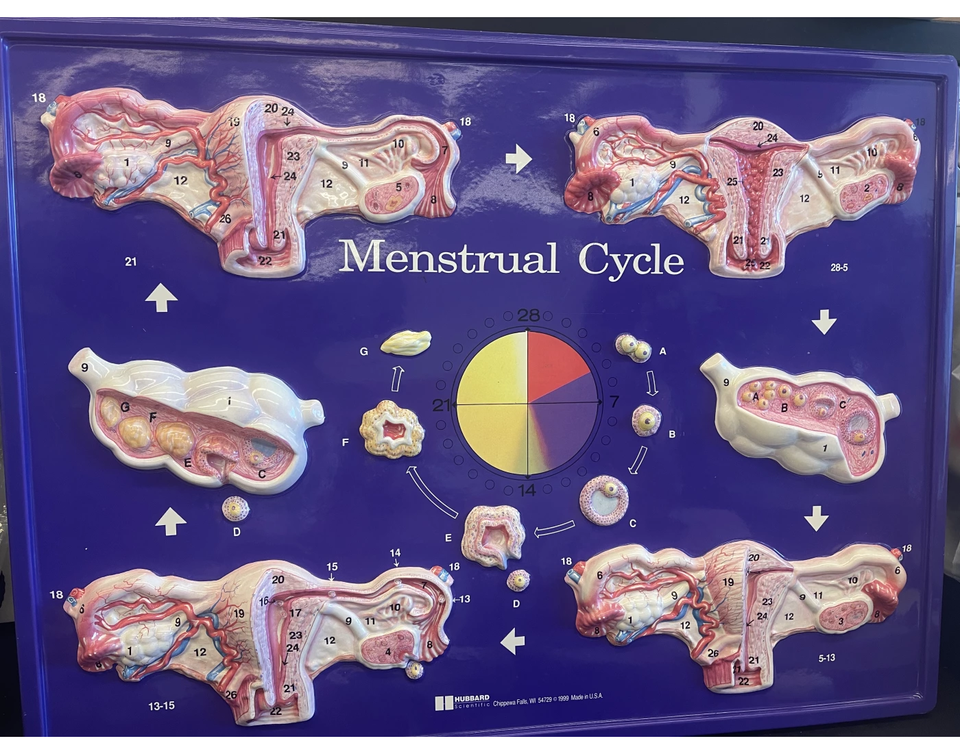 Menstrual Cycle Quiz