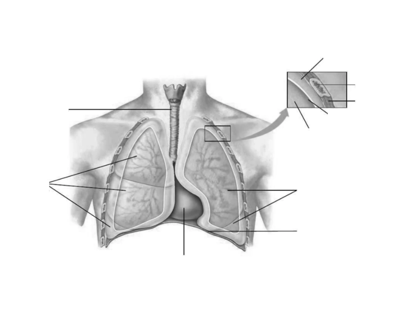 The Lungs Pleural Membranes And Pleural Cavity Quiz