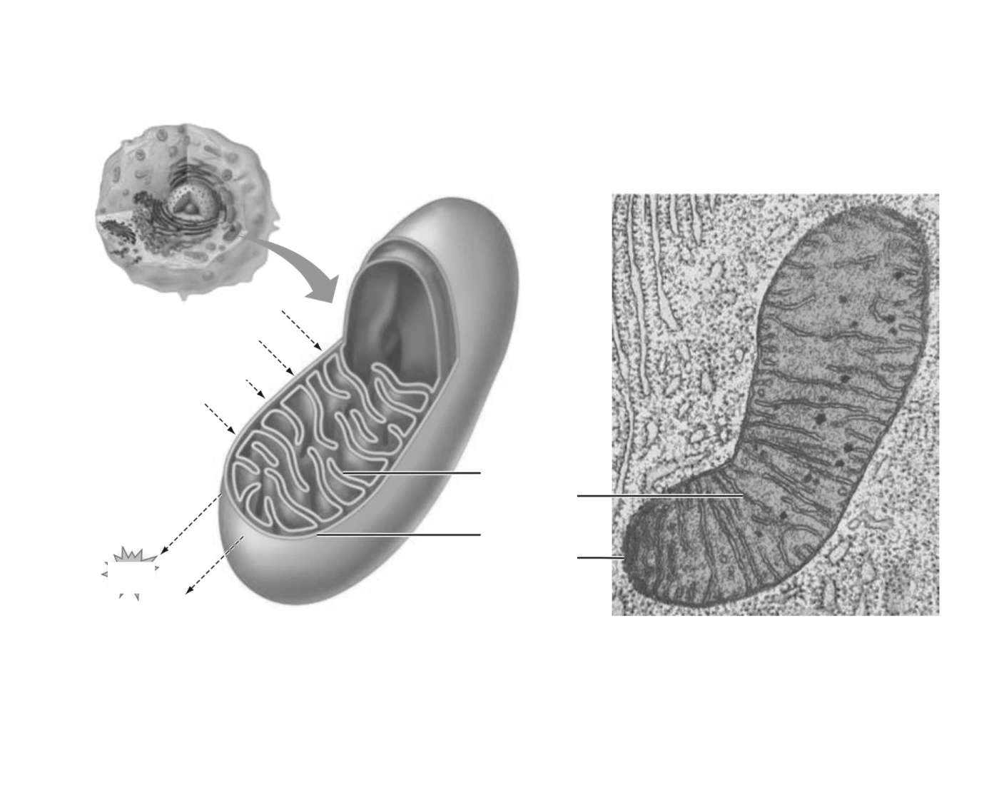 Fig 3.10 Mitochondria Quiz Fig 3.10 Mitochondria Quiz