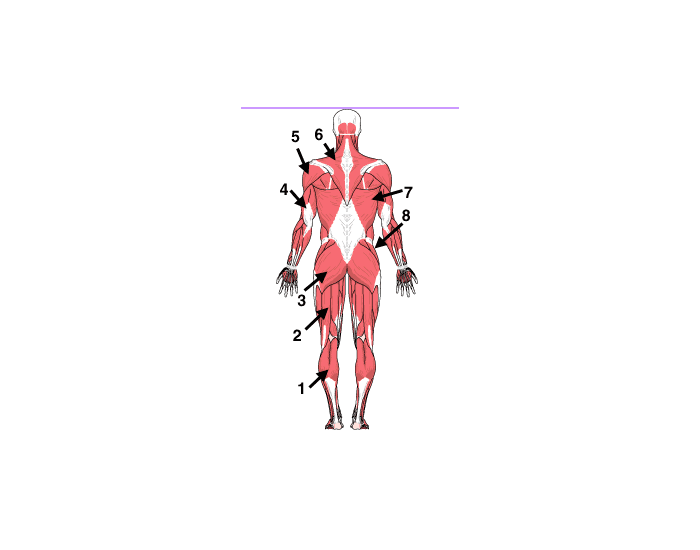 Body Muscles Posterior — Printable Worksheet