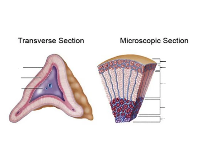 Adrenal Gland Cross Section Diagram Quiz Adrenal Gland Cross Section Diagram Quiz