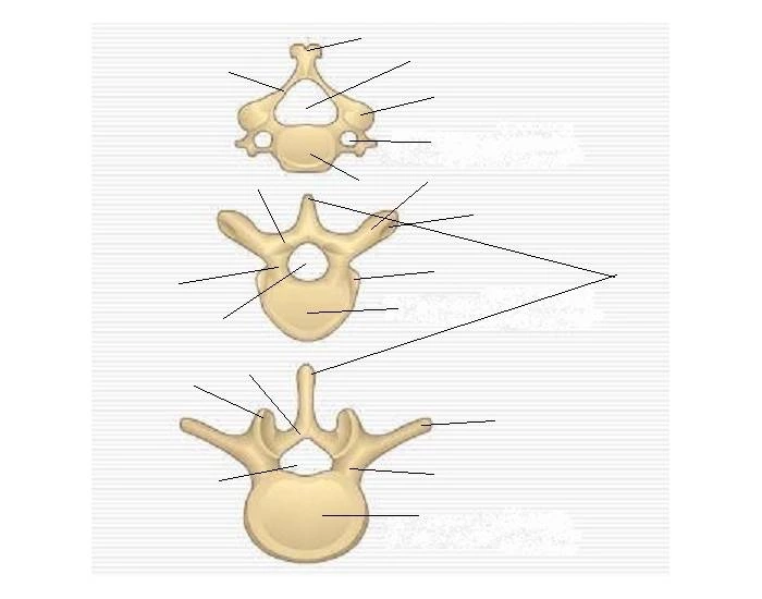 vertebras (ignore lines) midterm Quiz vertebras (ignore lines) midterm Quiz