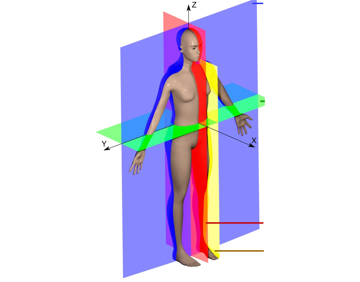 Body Planes Quiz body-planes-quiz