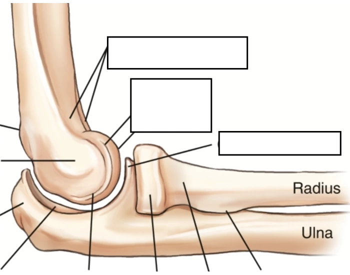 Anatomy Of Lateral Elbow Quiz