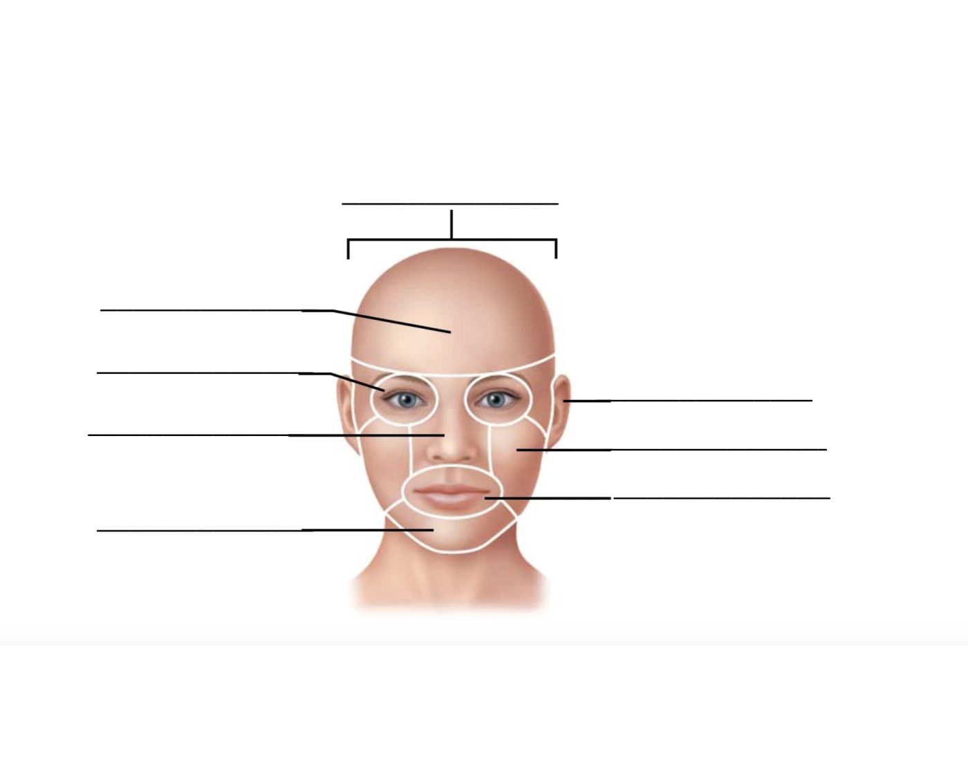 Anatomical Landmarks (Head) Quiz Anatomical Landmarks (Head) Quiz