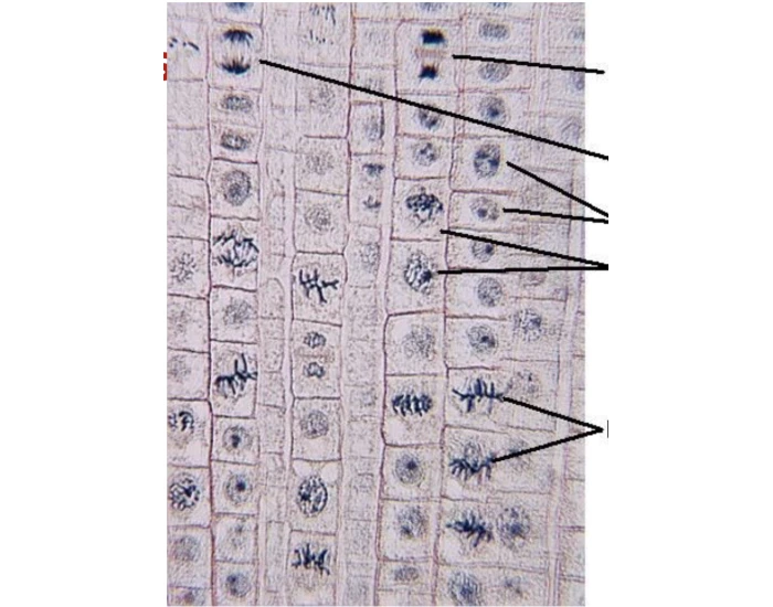 Mitosis Microscope Slide Quiz