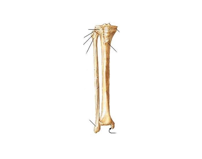 Tibia and Fibula - Ignore lines Quiz Tibia and Fibula - Ignore lines Quiz