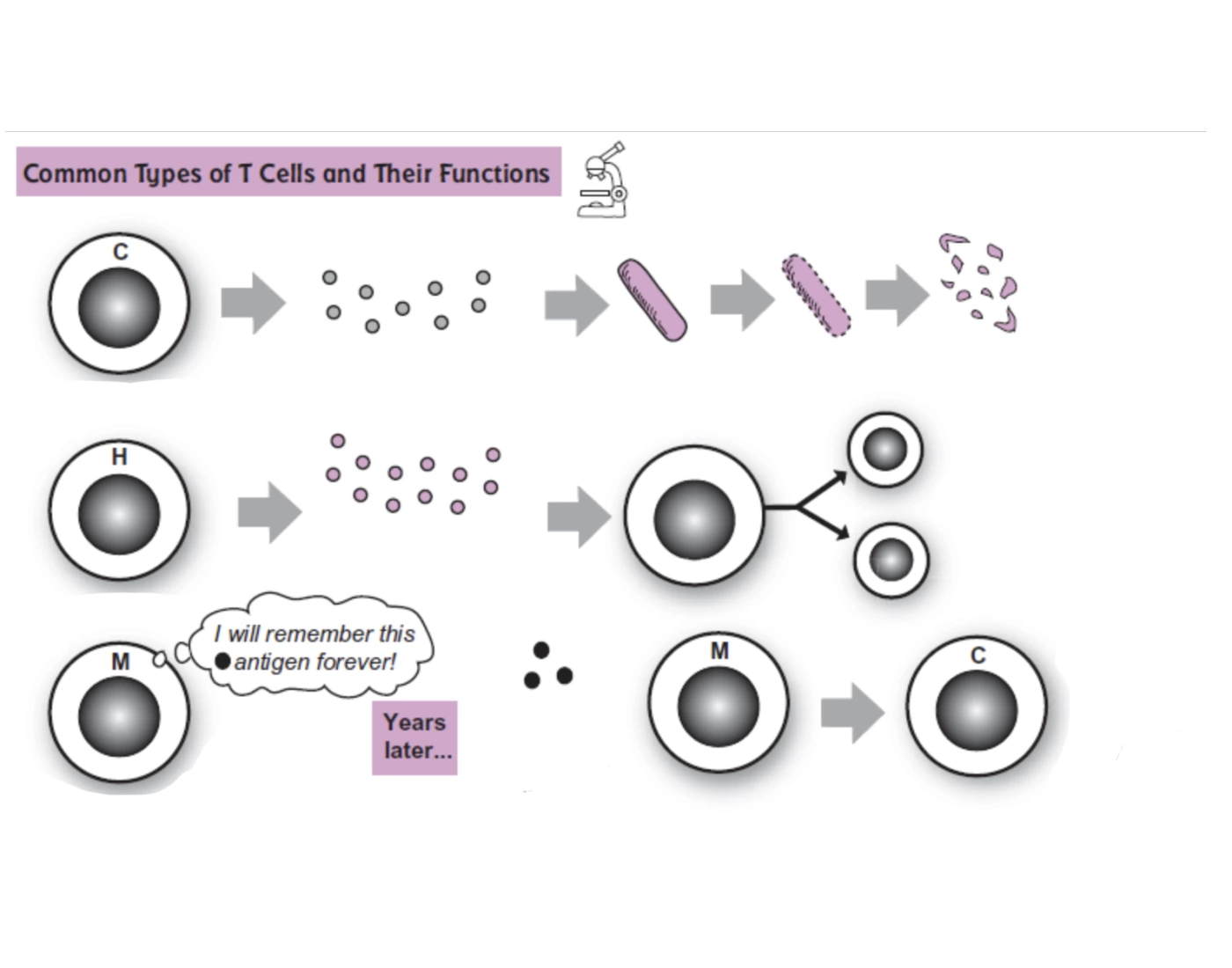 Common Types Of T Cell And Their Functions Printable Worksheet common-types-of-t-cell-and-their-functions-printable-worksheet