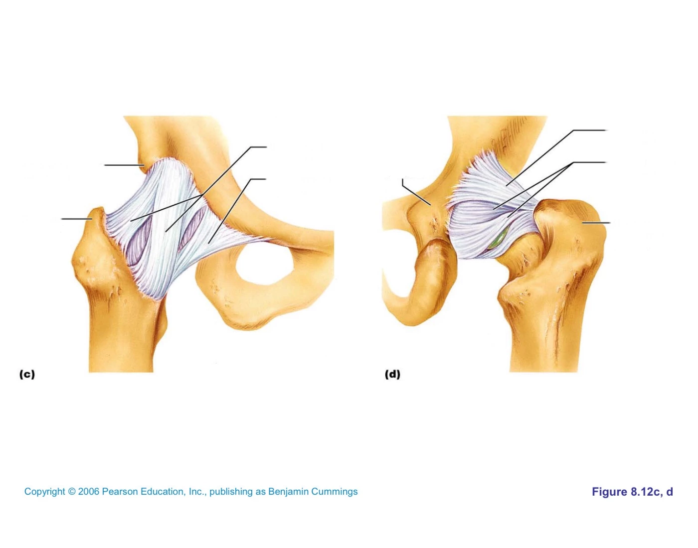 Structure Of Hip Joint anterior And Posterior Quiz structure-of-hip-joint-anterior-and-posterior-quiz