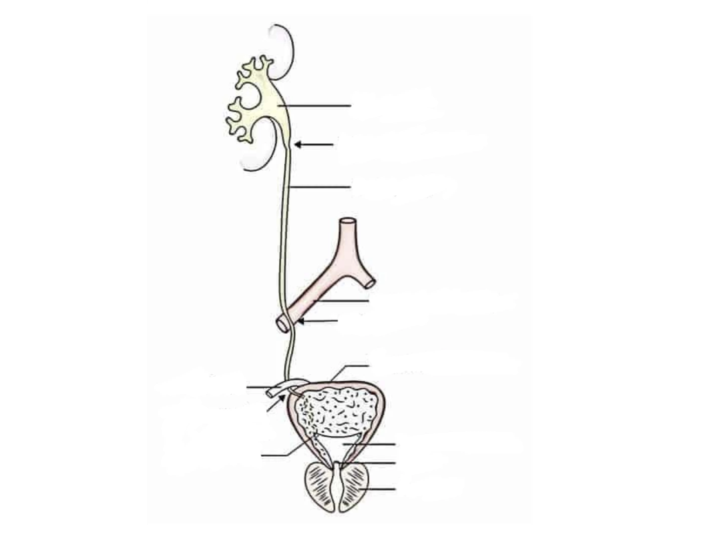 Retroperitoneal Space 5 Quiz retroperitoneal-space-5-quiz