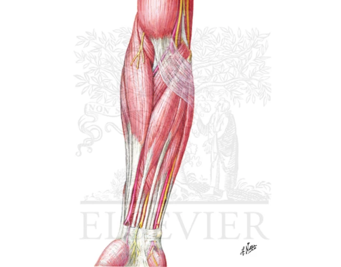 Muscles of forearm (superficial layer): Anterior Quiz Muscles of forearm (superficial layer): Anterior Quiz