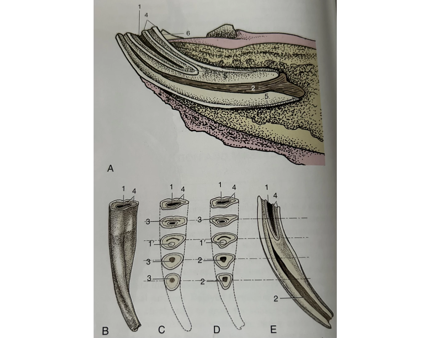 Ageing horses using teeth wear Quiz Ageing horses using teeth wear Quiz