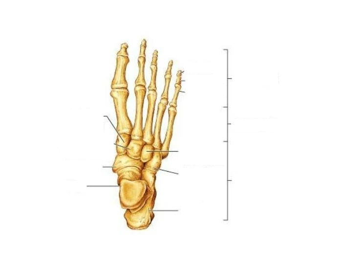 Foot And Ankle Bone Labeling Quiz