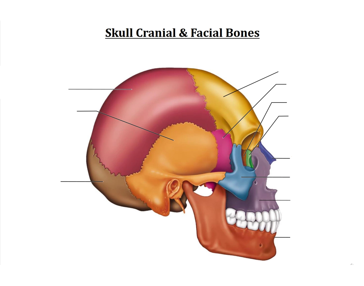 Skull Cranial Facial Bones Quiz skull-cranial-facial-bones-quiz