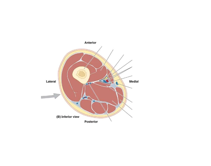 The Adductor Canal Quiz