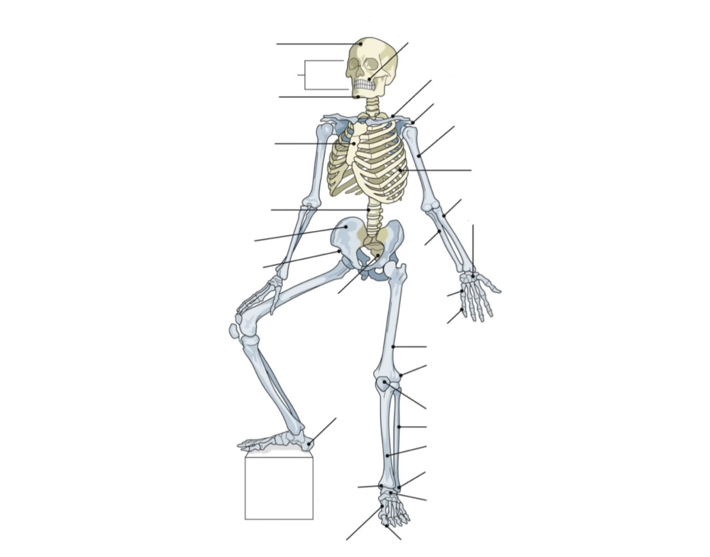 Skeletal Bones Quiz skeletal-bones-quiz
