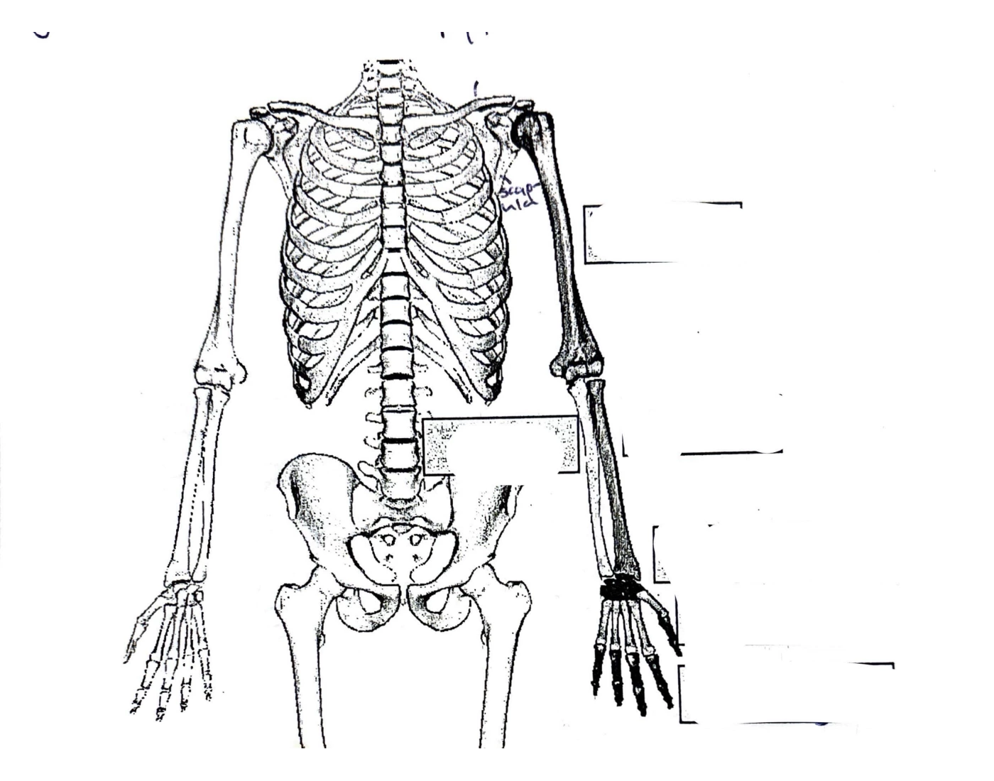 Bones Of The Body Quiz bones-of-the-body-quiz