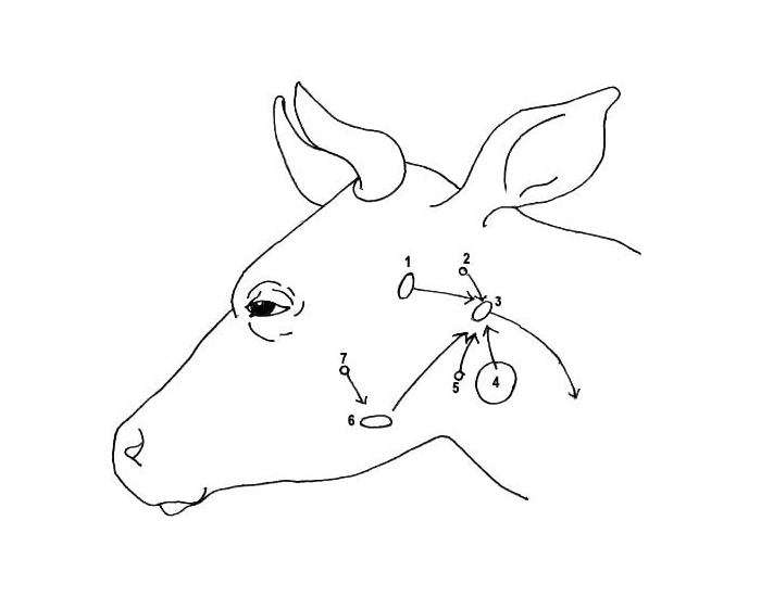 Facial Lymph Nodes In Cattle Quiz