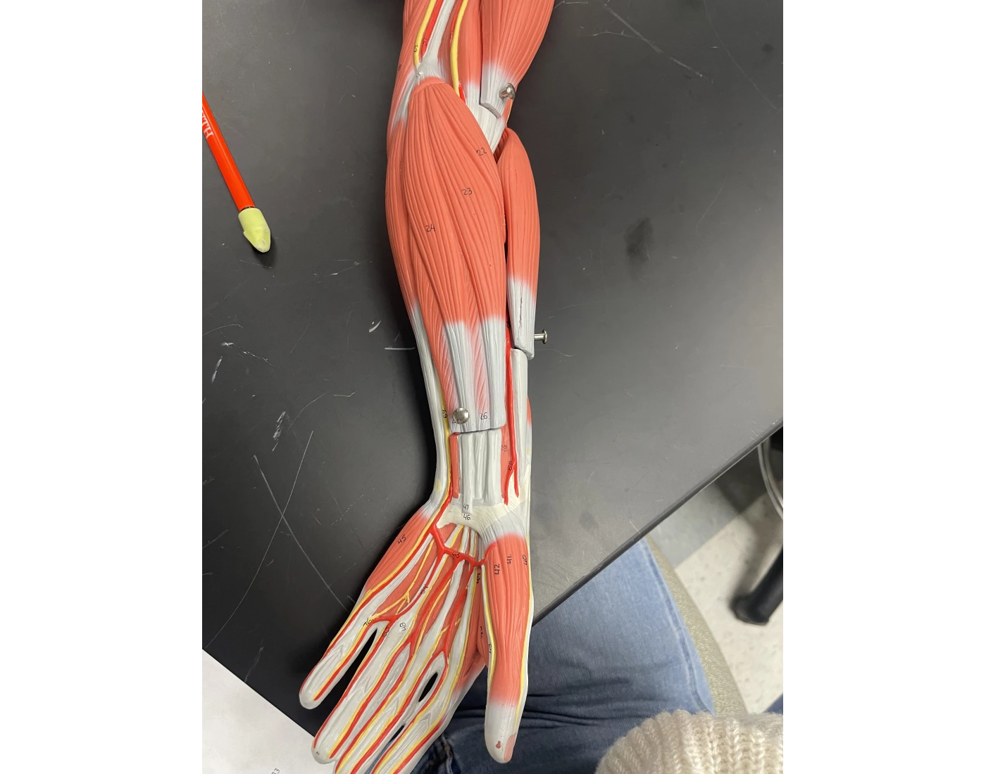 Superficial Layer Anterior/Middle Forearm muscles Quiz Superficial Layer Anterior/Middle Forearm muscles Quiz