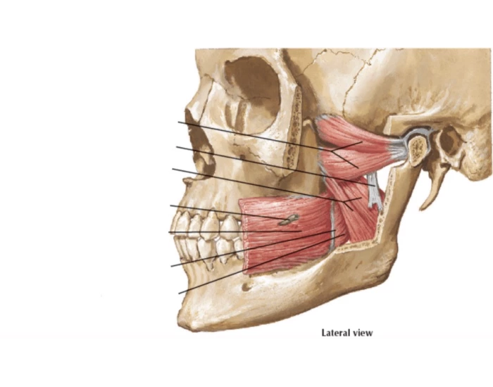Lateral And Media Pterygoid — Printable Worksheet