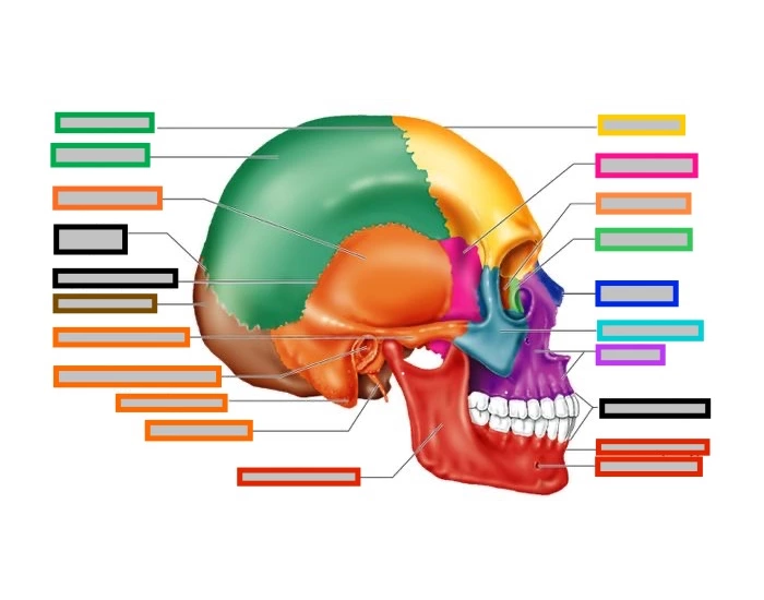 Bones Of The Skull Human Quiz bones-of-the-skull-human-quiz