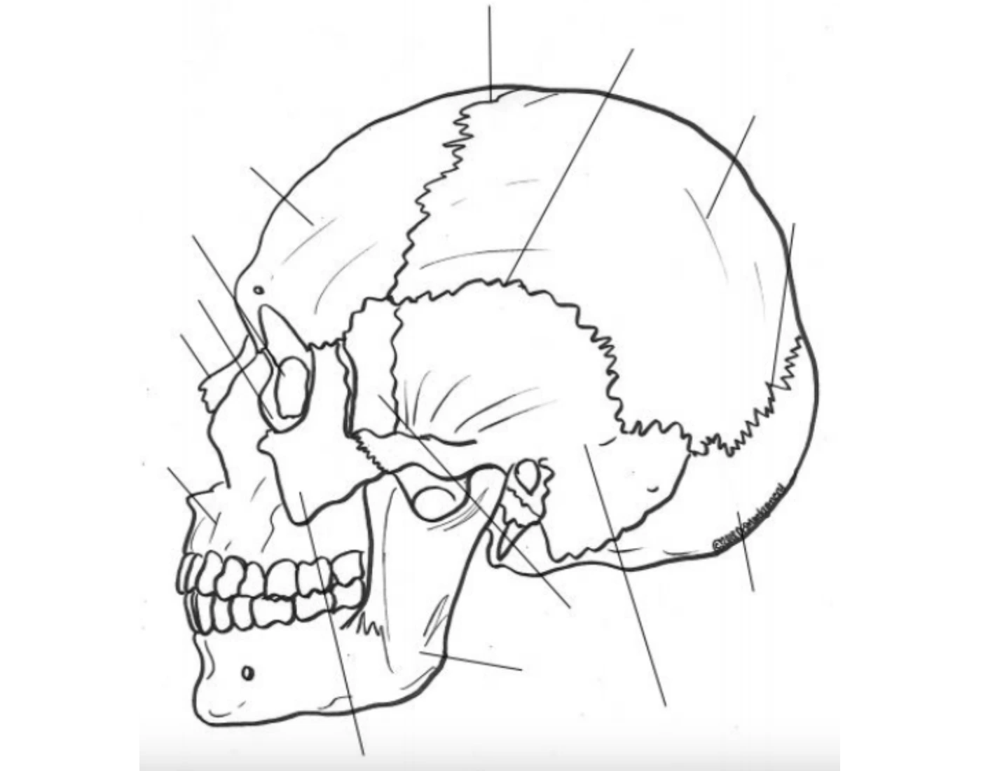 Bones Of The Skull Lateral View COOPER Quiz bones-of-the-skull-lateral-view-cooper-quiz