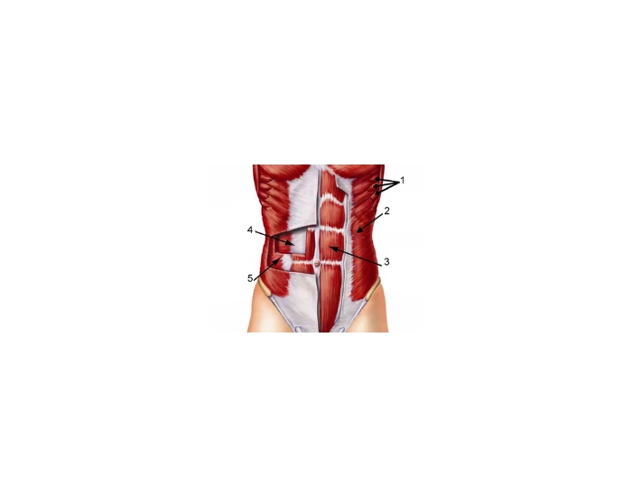 Muscles Abdomen And Chest Quiz