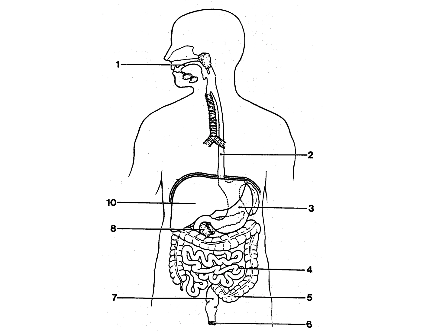 Human Digestive System Diagram Quiz human-digestive-system-diagram-quiz