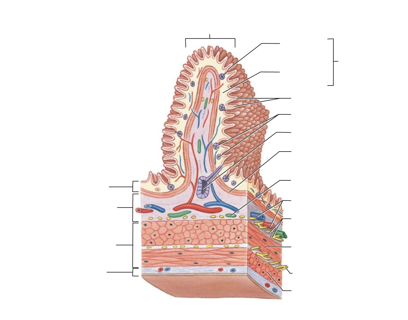 Major layers of the digestive tract Quiz Major layers of the digestive tract Quiz