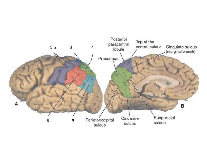 Cerebral Hemisphere Labeling — Printable Worksheet