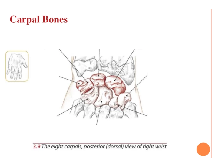 Carpal Bones Surface Anatomy Quiz