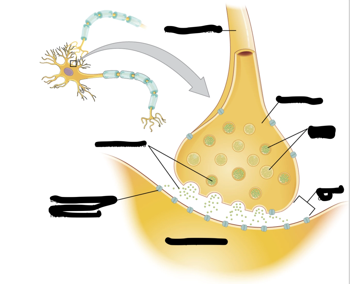 Chemical Synapse Example: Neuromuscular Junction Quiz Chemical Synapse Example: Neuromuscular Junction Quiz