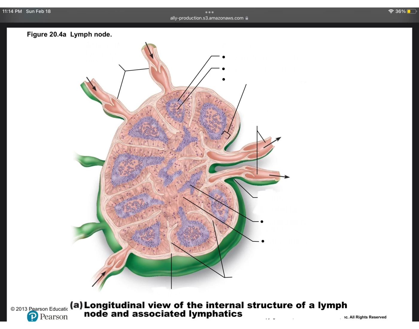 Internal lymph node Quiz Internal lymph node Quiz