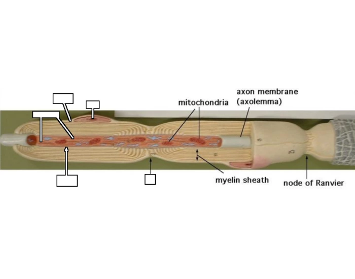 Structure Of Neuron Label Quiz
