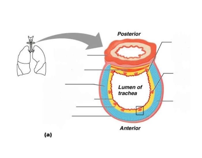 Lab Exam 4 Respiratory System 48 Quiz